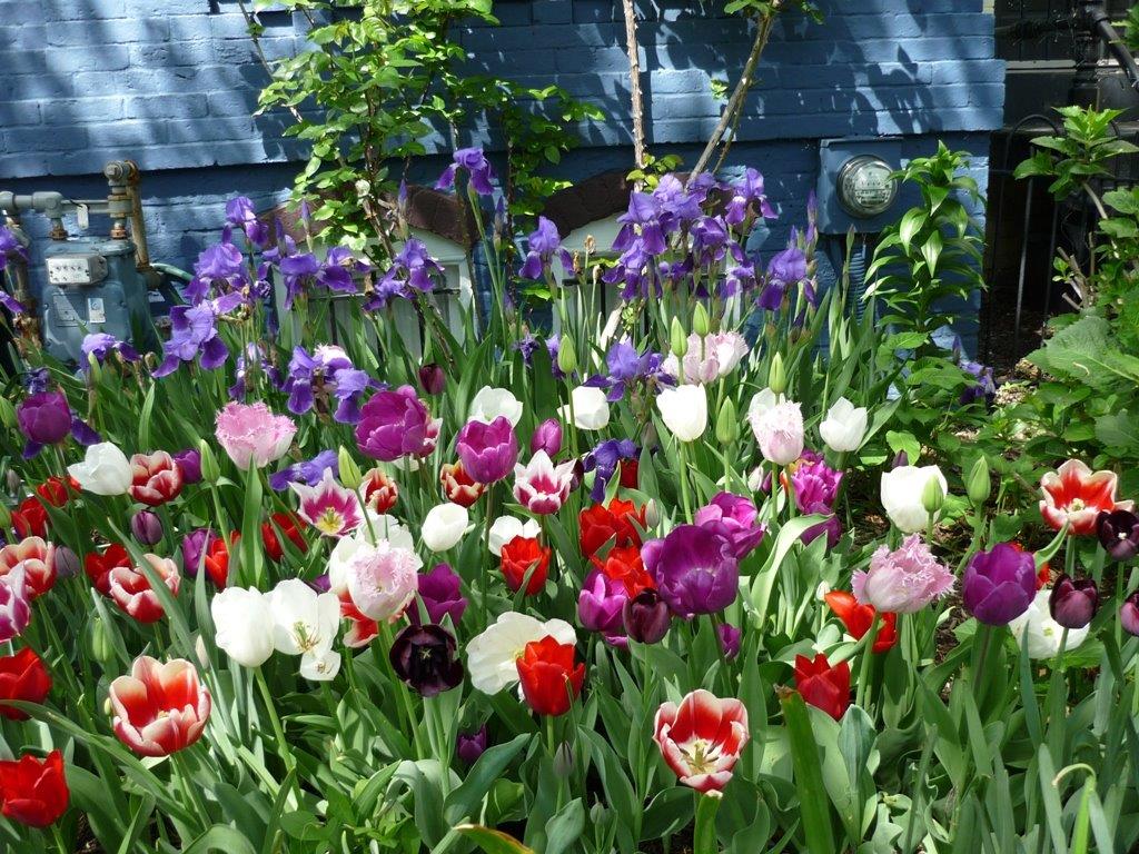 Out and About – In the Time of the Tulips – a Photo Essay | CAPITOL ...