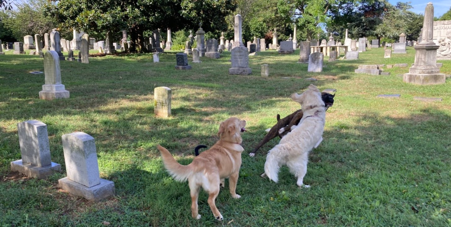 Out and About in Congressional Cemetery | CAPITOL HILL CORNER